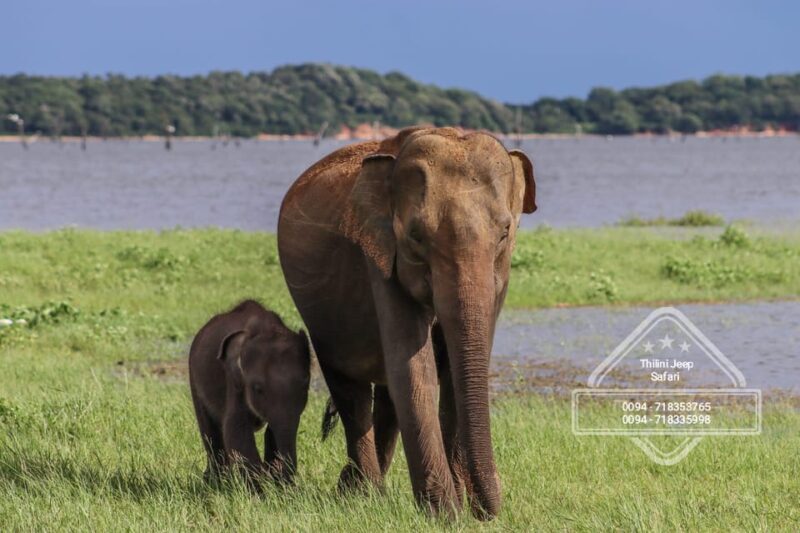 Elephant safari: Minneriya national park elephant safari - The Sum Up: A Solid Choice for Wildlife and Nature Lovers