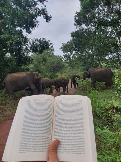 Elephant safari: Minneriya national park elephant safari - FAQ