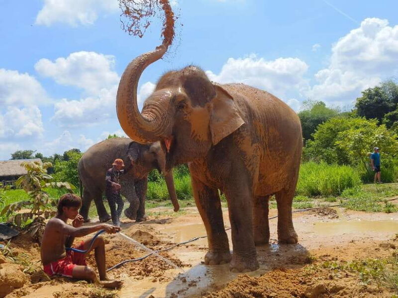 Elephant Sanctuary Cambodia, Pickup and drop off included - The Sum Up: Is It Worth It?