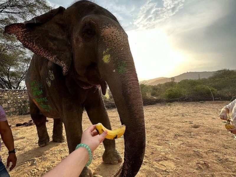 Elephant Sanctuary for Best elephant experience in Jaipur - Authentic Experiences Highlighted by Visitors