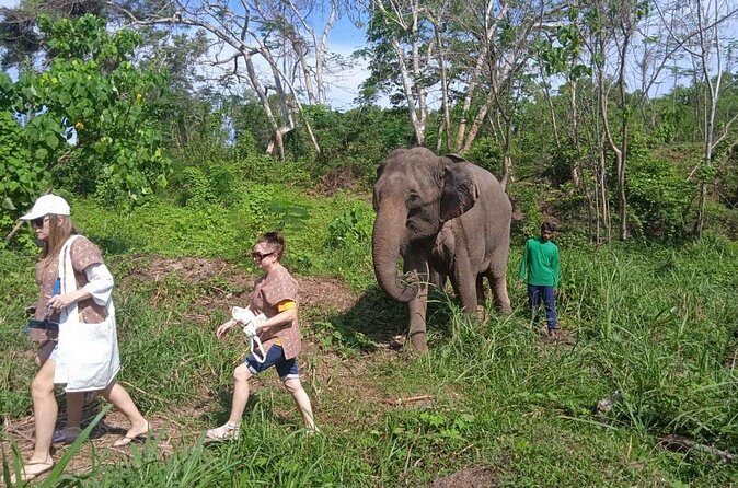 Elephant Sanctuary Small Group Tour in Phuket - The Sum Up: Who Will Love This Tour?
