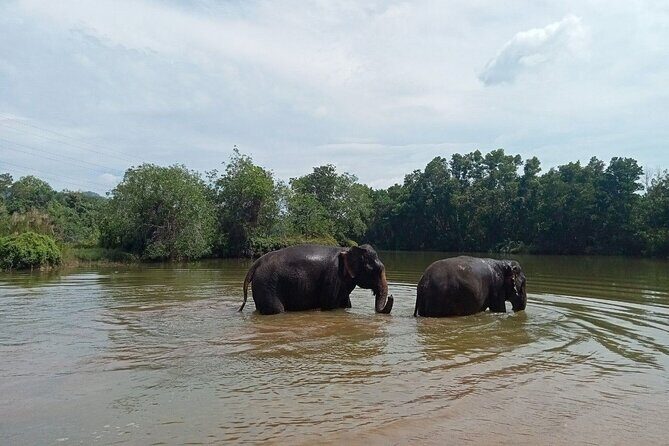 Elephant Sanctuary Small Group Tour in Phuket - Introduction: What This Tour Offers and Who It’s For