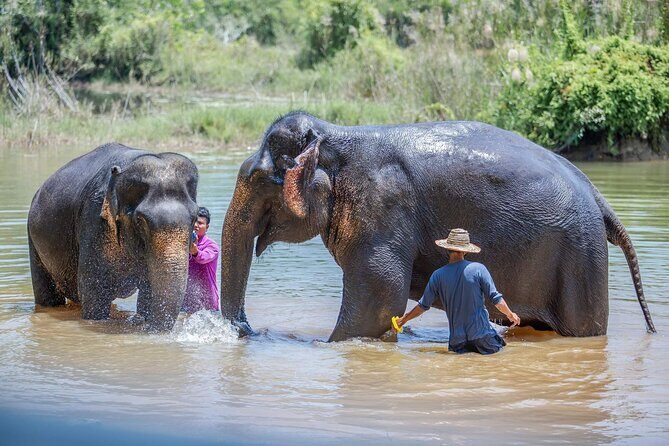 Elephant Sanctuary Small Group Tour in Phuket - In-Depth Look at the Experience