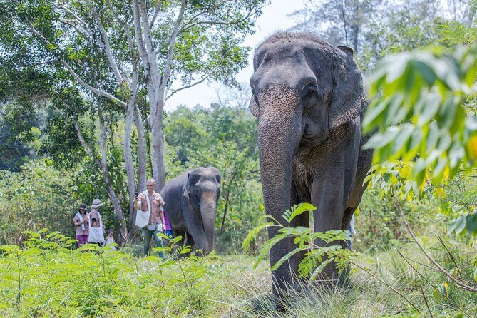 Elephant Sanctuary Small Group Tour in Phuket - Final Thoughts: Who Should Consider This Tour?