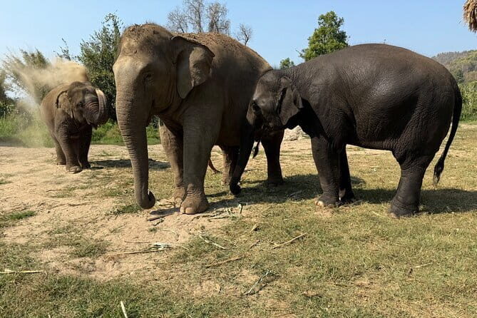 Elephant Sanctuary, Wat Ban Den & Sticky Waterfall - A Deep Dive into the Experiences