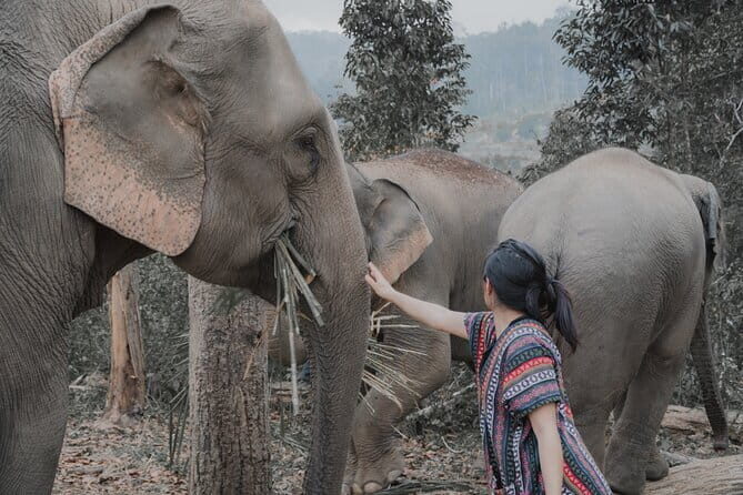 Elephant Sanctuary + Waterfall + Bamboo Rafting One Day Trip - What the Reviews Reveal