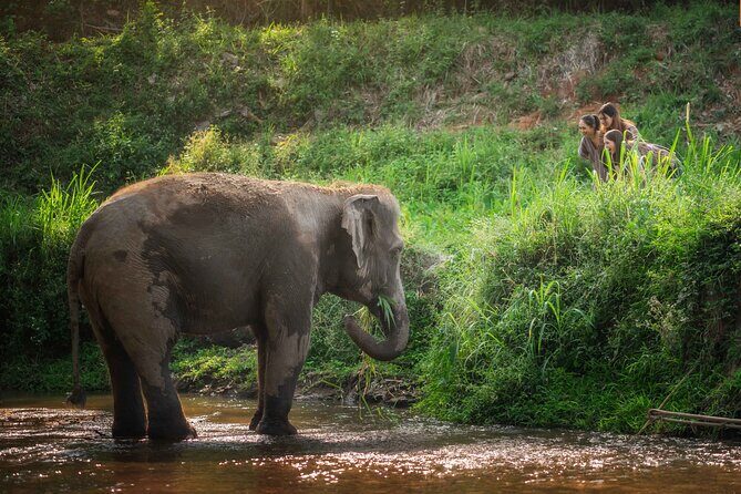 Elephant Sanctuary with Thai Cooking Experience in Chiang Mai - FAQ