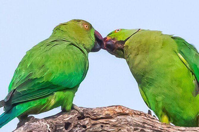 Elephant Transit Home Udawalawe with Jeep safari from Colombo - Return to Colombo: An Easy Journey Back