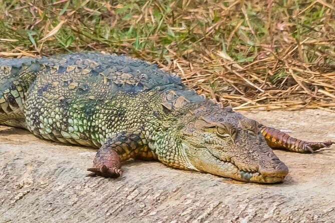 Elephant Transit Home Udawalawe with Jeep safari from Colombo - The Experience in Review