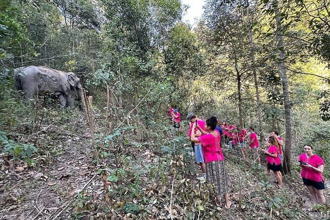Elephant Watching and Thai Cooking Class with Waterfall - An In-Depth Look at the Experience