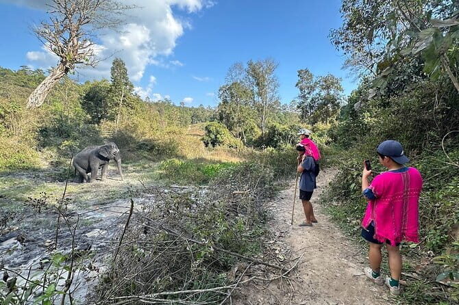 Elephant Watching and Thai Cooking Class with Waterfall - Final Thoughts: Who Is This Tour Best For?