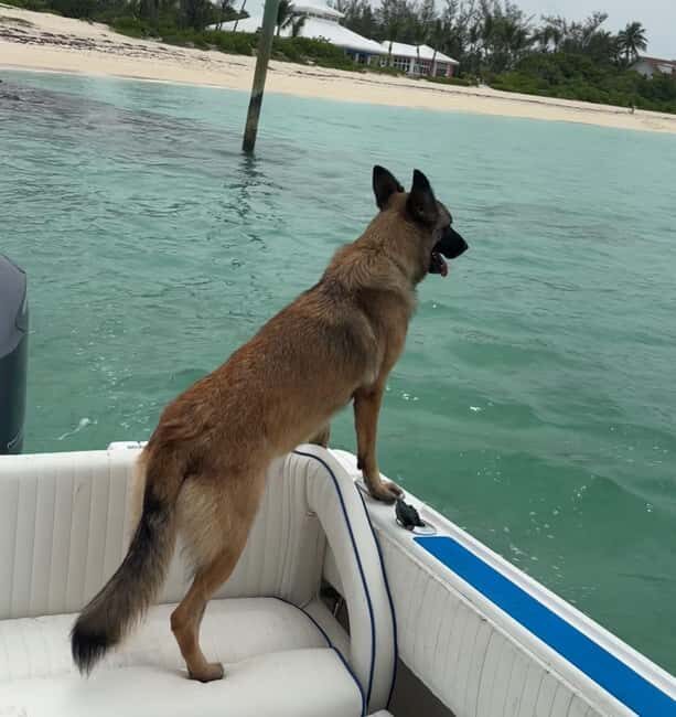 Eleuthera Adventure: Swings, Pigs, and Reefs - An In-Depth Look at the Eleuthera Adventure Tour