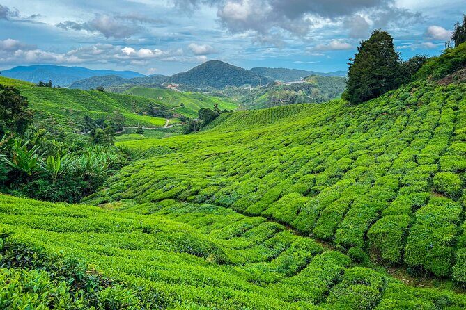 Elevate Your Senses: A Day of Wonders in Cameron Highlands! - Key Points