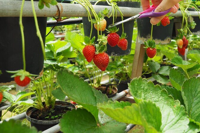 Elevate Your Senses: A Day of Wonders in Cameron Highlands! - Final Thoughts