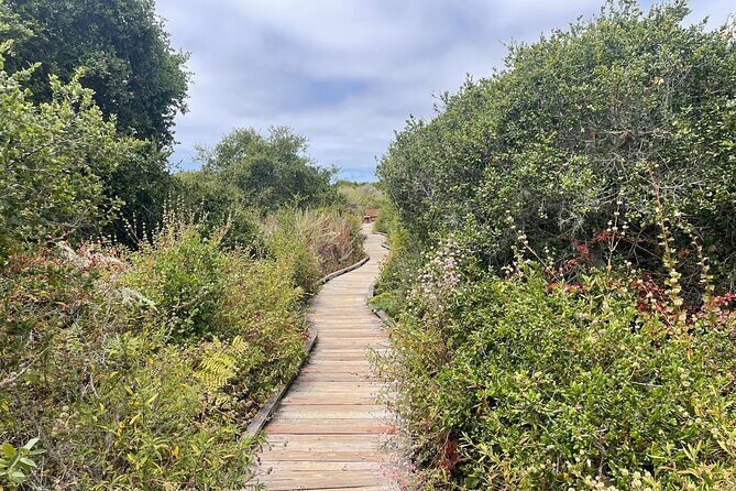 Elfin Forest Nature Tour with Local Sweet and Savory Tasting - Exploring the Elfin Forest with a Local Flavors Touch