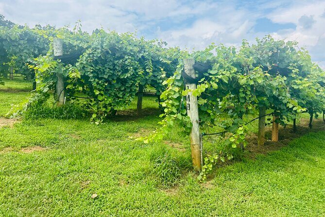 Elijay Three Vineyards Private Wine Tasting Tour from Atlanta - A Deep Dive Into the Itinerary