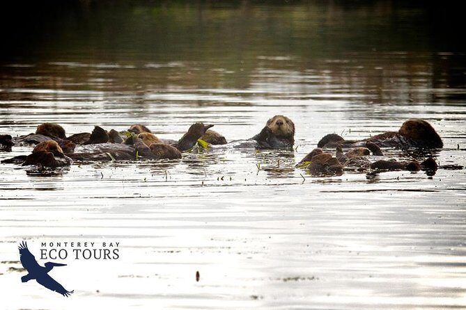 Elkhorn Slough Wildlife Tour - Key Points