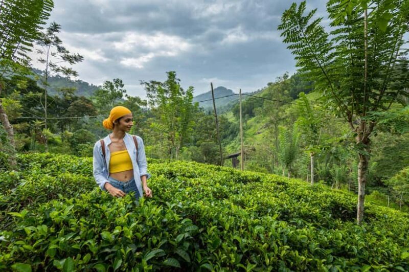 Ella: 3-Day Tour with Village Experience and Meals - Key Points