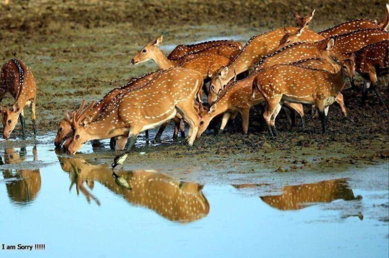 Ella: All Inclusive Yala Half Day Leopard Safari - Exclusive - What’s Included and What’s Not
