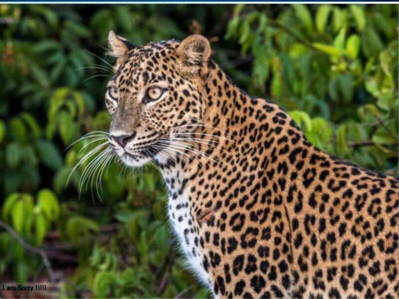 Ella: All Inclusive Yala Half Day Leopard Safari - Exclusive - Who Will Love This Tour?