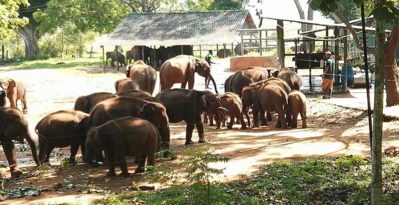 Ella and Udawalawe National Park Private Tour All Inclusive - Who Will Love This Tour?