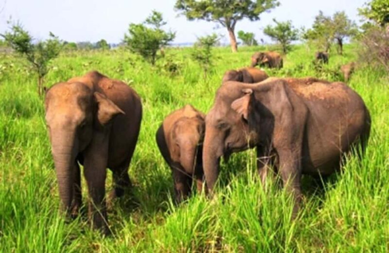Ella, Bandarawela, or Haputale to Udawalawe Safari Tour - Key Points