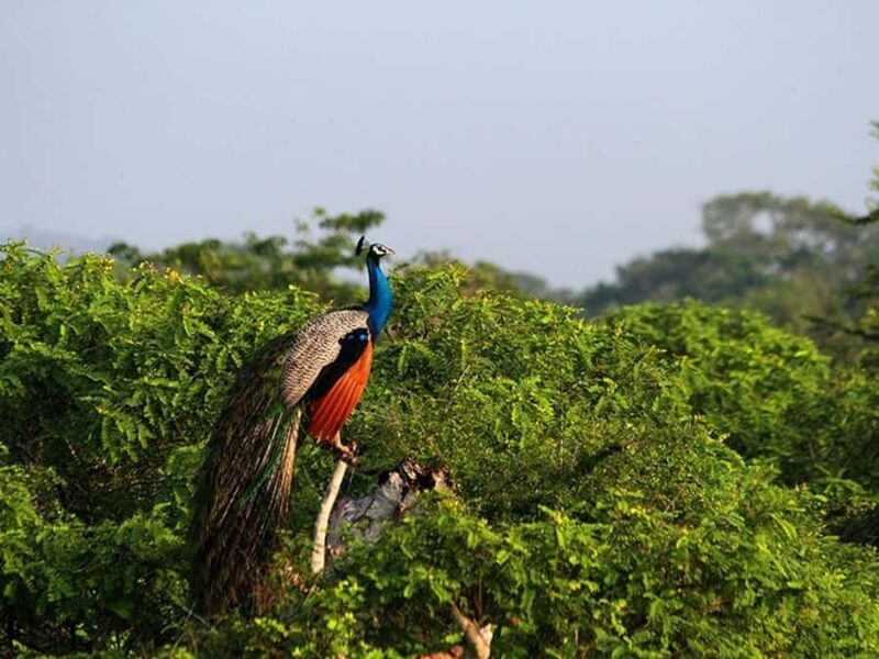 Ella, Bandarawela, or Haputale to Yala National Park Safari - An In-Depth Look at the Experience