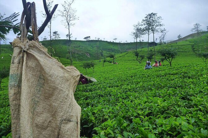 Ella Day Tour from Galle Mirissa Unawatuna - Final Thoughts