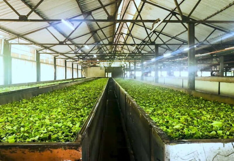 Ella: Day Tour From Kandy with Train Ride - Who Will Love This Tour?