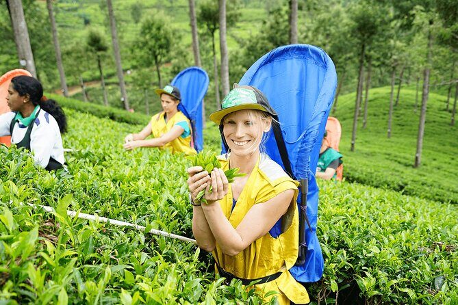 Ella Day Tour with Tea Factory All Inclusive Tour from Hambantota - Key Points
