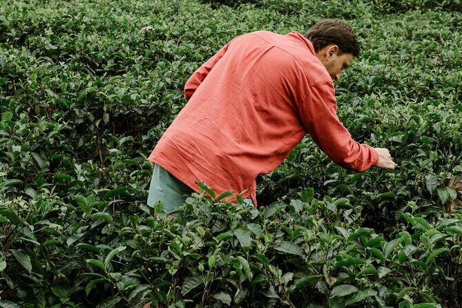 Ella Day Tour with Tea Factory All Inclusive Tour from Hambantota - Transportation and Logistics