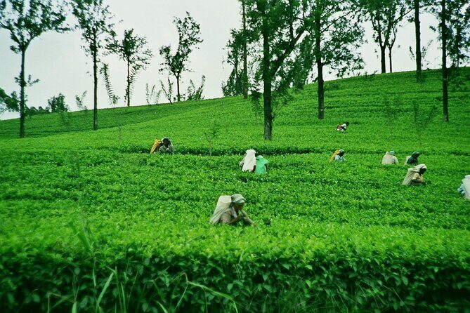 Ella Day Tour with Tea Factory All Inclusive Tour from Hambantota - The Sum Up