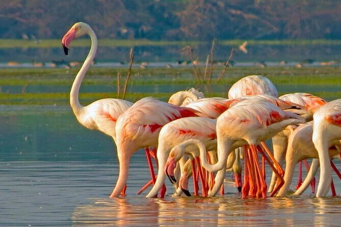 Ella Day Tour with Tea Factory All Inclusive Tour from Hambantota - Final Thoughts