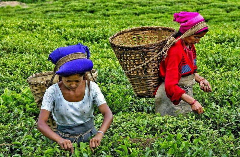 Ella Day Tour: with Tea Factory Visit from Colombo/Bentota - Final Thoughts
