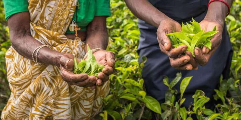 Ella Day Tour: with Tea Factory Visit From Colombo/ Negombo - A Practical Guide to the Ella Day Tour