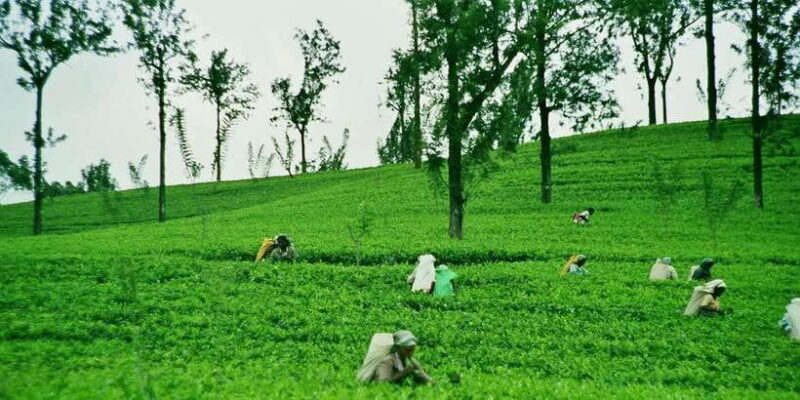 Ella Day Tour: with Tea Factory Visit From Colombo/ Negombo - Frequently Asked Questions