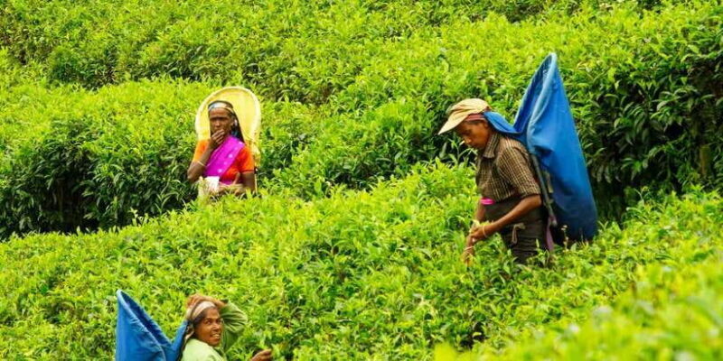 Ella Day Tour: with Tea Factory Visit From Colombo/ Negombo - Final Thoughts