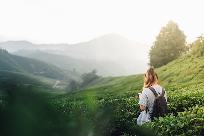 Ella Experience with Picturesque Tea Estate and Train Journey - A Closer Look at the Itinerary