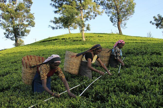 Ella Experience with Picturesque Tea Estate and Train Journey - FAQ