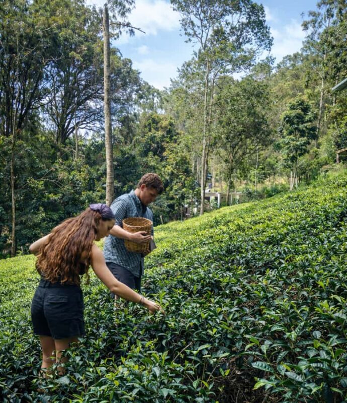 Ella: Hands-On Tea Making Experience with Tasting - The Reward: Tea Tasting with Local Snacks