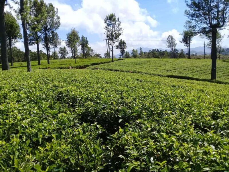 Ella Haputae Tea Plantation Safari By TukTuk & Cooking Class - Who Should Consider This Tour?