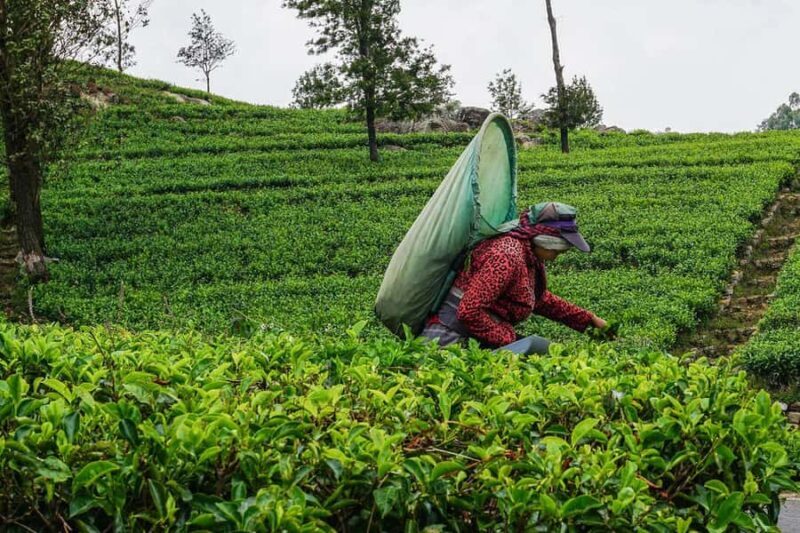 ELLA Lipton Seat Tea Test & Pluck 9Arch, Waterfalls, & Food - Who Should Consider This Tour?