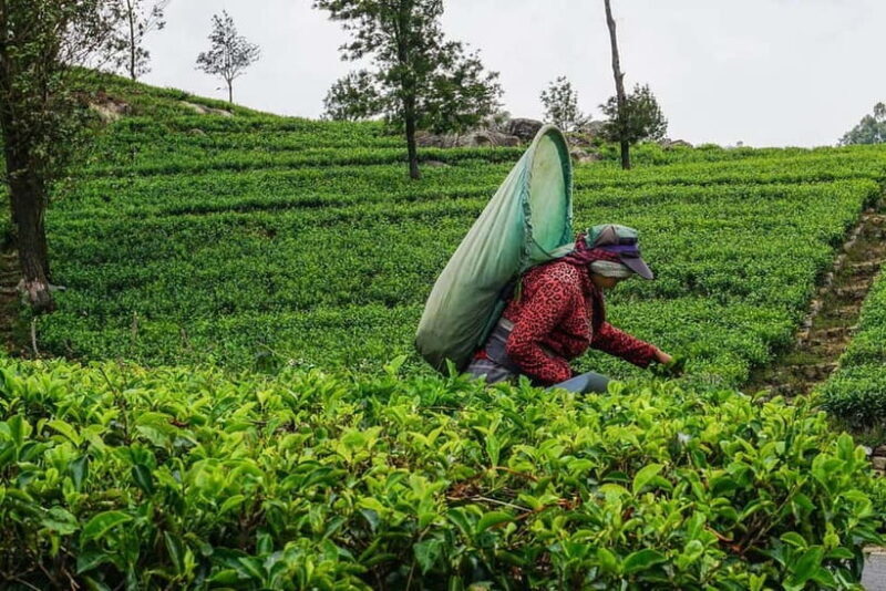 ELLA Lipton Seat Tea Test & Pluck 9Arch, Waterfalls, & Lunch - An In-Depth Look at the Tour Itinerary