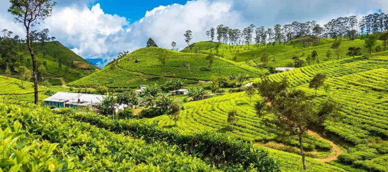 ELLA Lipton Seat Tea Test & Pluck 9Arch, Waterfalls, & Lunch - Who Will Love This Tour?