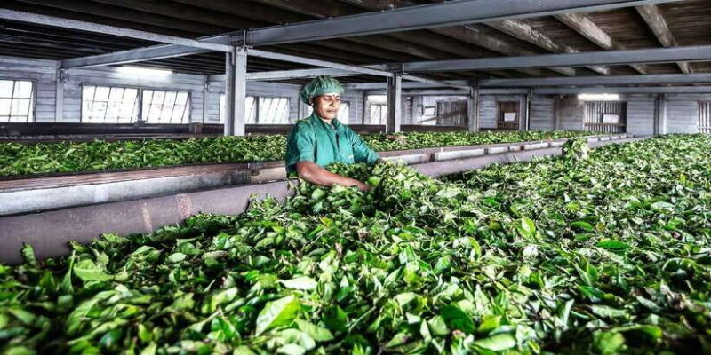 Ella: Lipton's Seat Tour with Dambetanna Tea Factory Visit - The Route to Lipton’s Seat: An Authentic Highland Journey