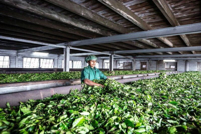 Ella: Lipton's Seat Tour with Dambetanna Tea Factory Visit - The Sum Up: Who Is This Tour Best For?