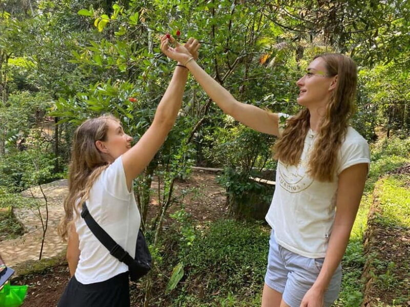 Ella: Nine Arch Spice Garden Tour with Traditional Lunch - Key Points