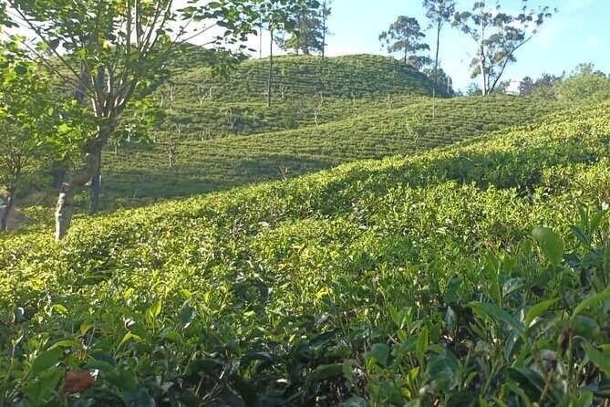 Ella Private Day Tour from Ahungalla Kosgoda Balapitiya Hotel - FAQs