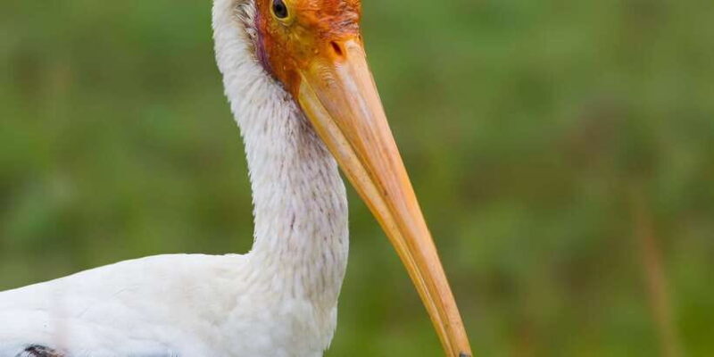 Ella: Safari Day Trip to Yala & Udawalawe with Lunch - Afternoon Safari at Udawalawe