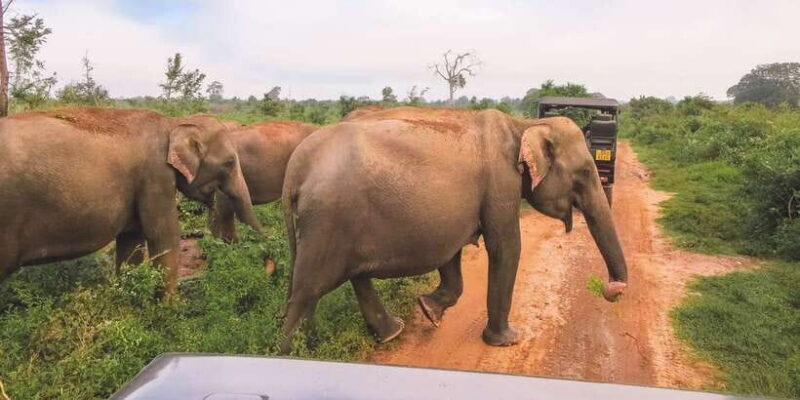Ella: Shuttle to Tangalle/Mirissa/Galle & Udawalawa Safari - The Safari Experience: Authentic Encounters